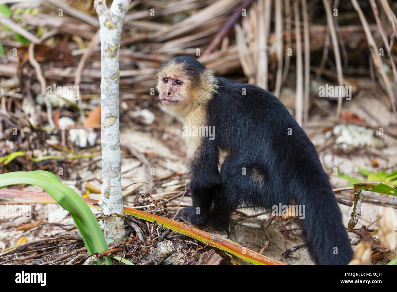 White faced capuchin monkeys forest in Costa Rica, Central America ...