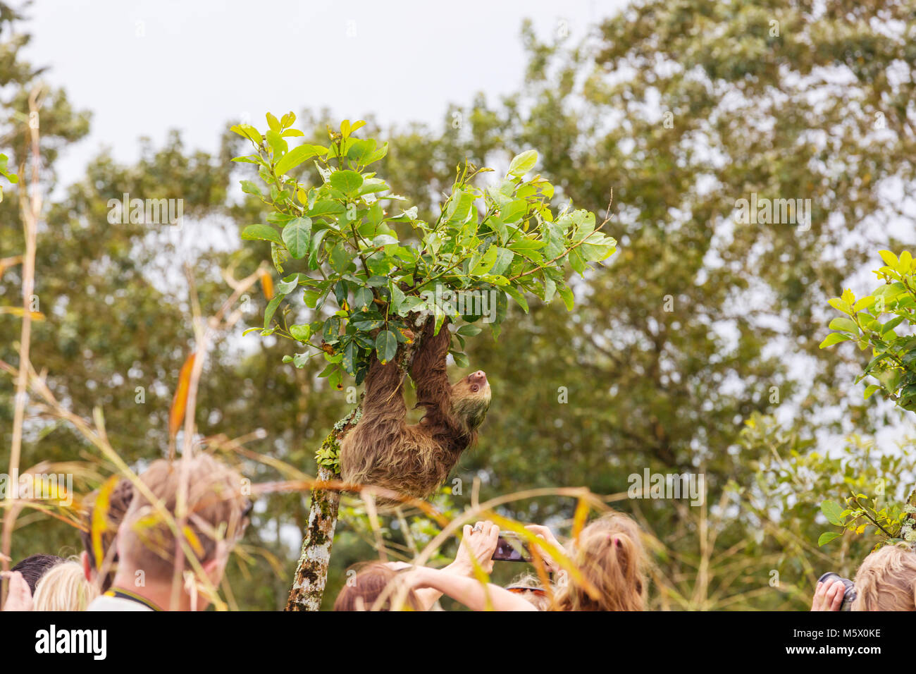 The sloth on the tree in Costa Rica, Central America Stock Photo - Alamy