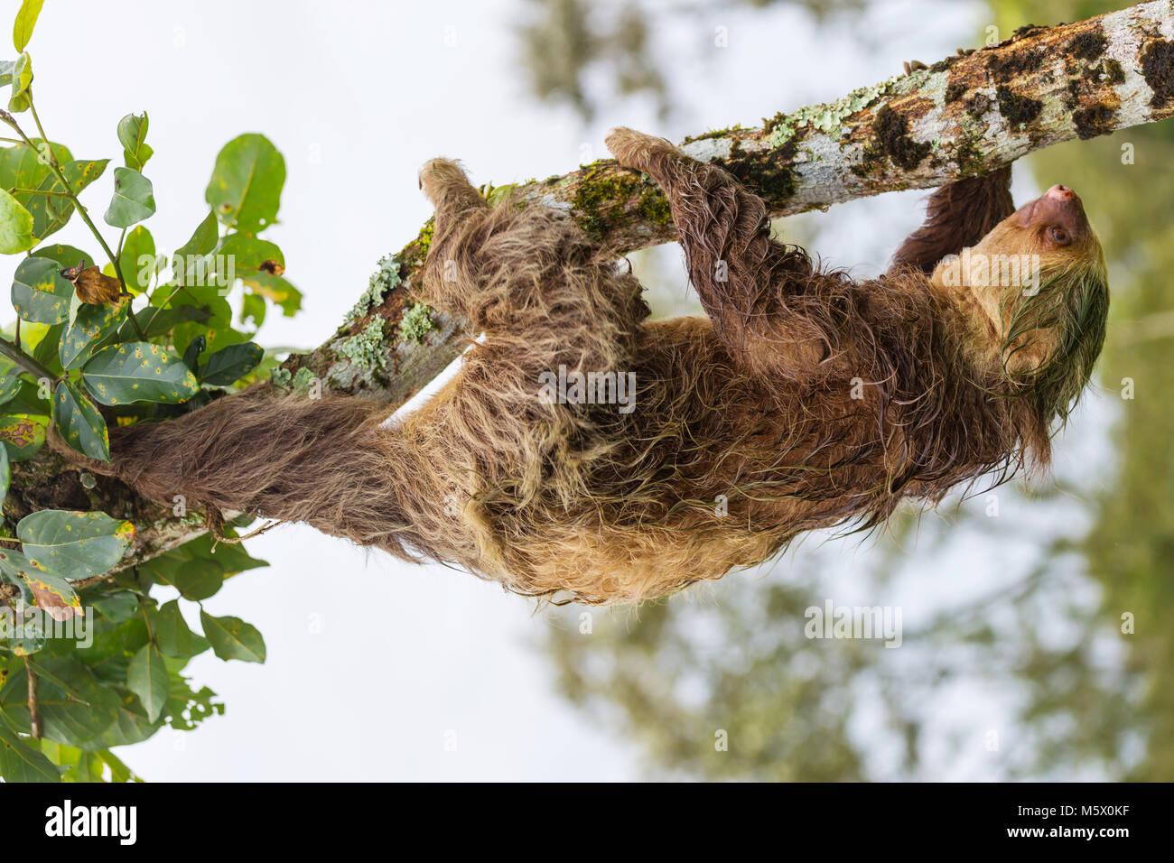 The sloth on the tree in Costa Rica, Central America Stock Photo - Alamy