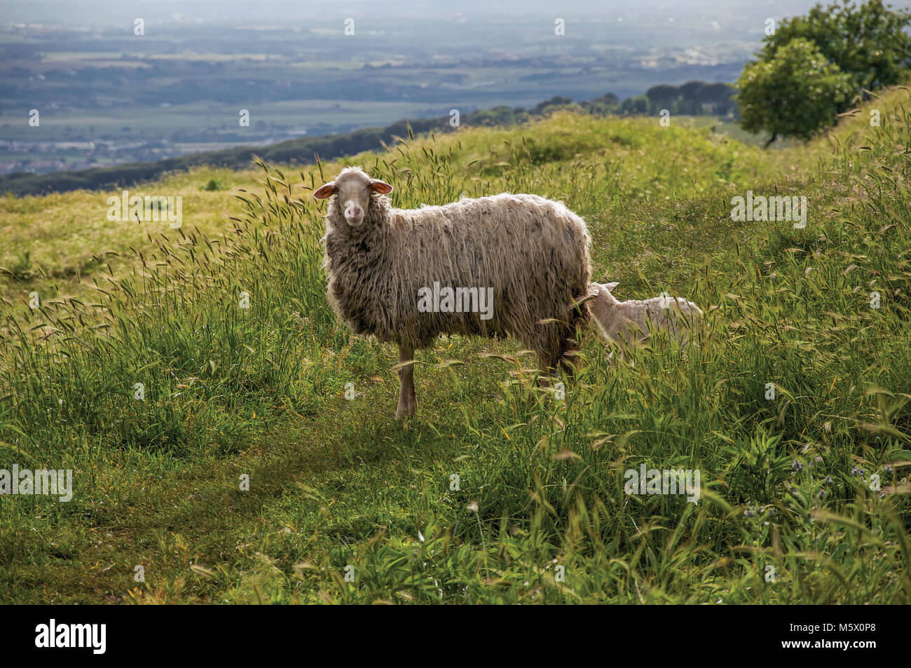 Sheep grass rome hi-res stock photography and images - Alamy