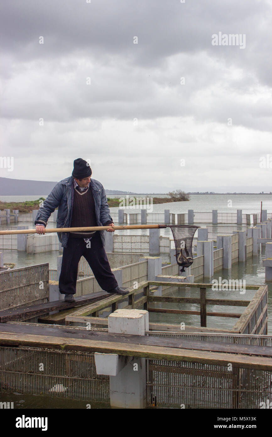 Professional fisherman catching eels from their traps using a net Stock ...
