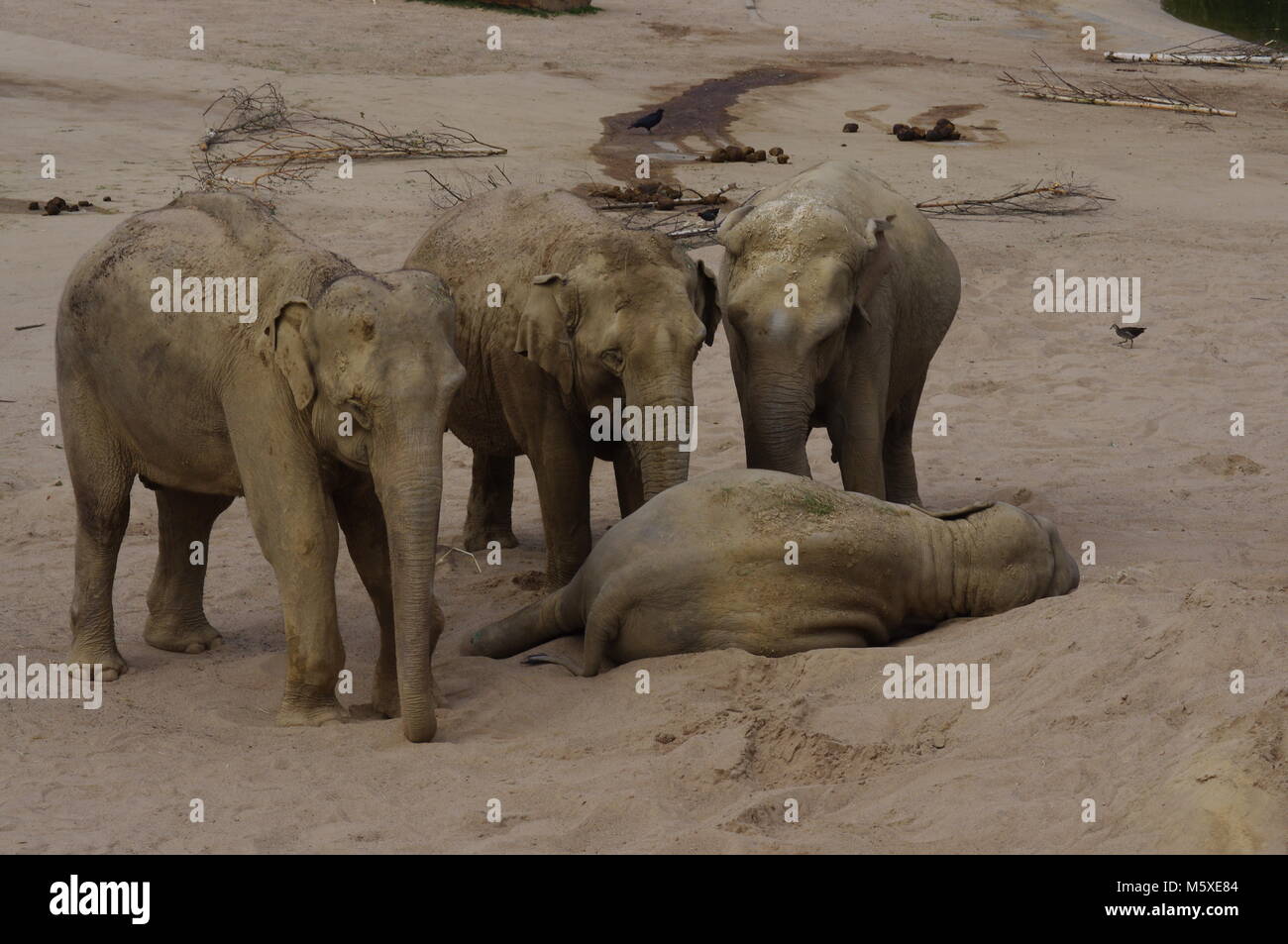Elephants looking slightly sad Stock Photo - Alamy