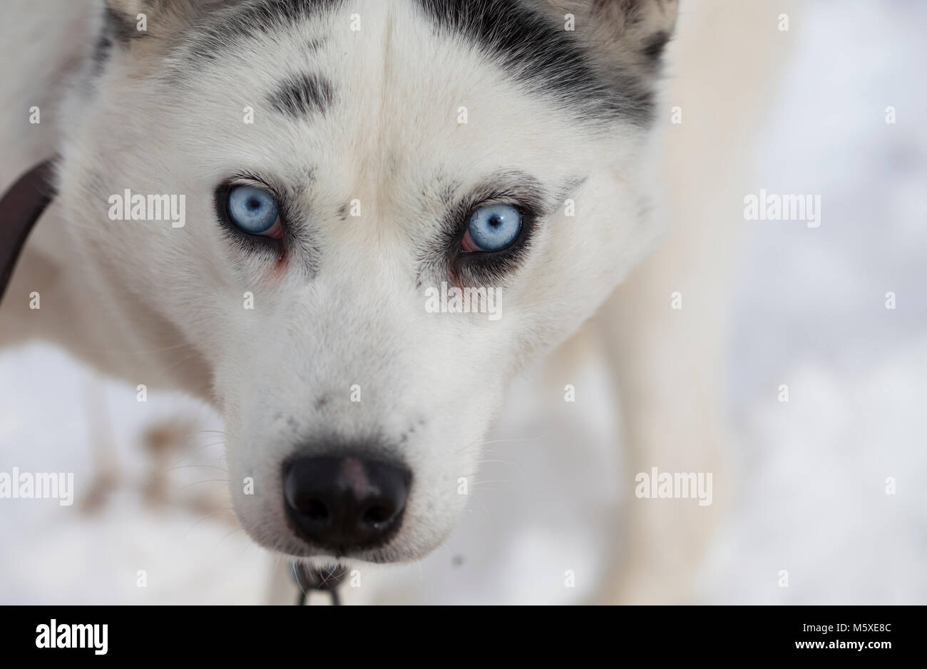 Portrait of a siberian Husky dog Stock Photo - Alamy