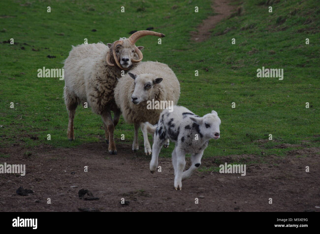 4 horns hi-res stock photography and images - Alamy