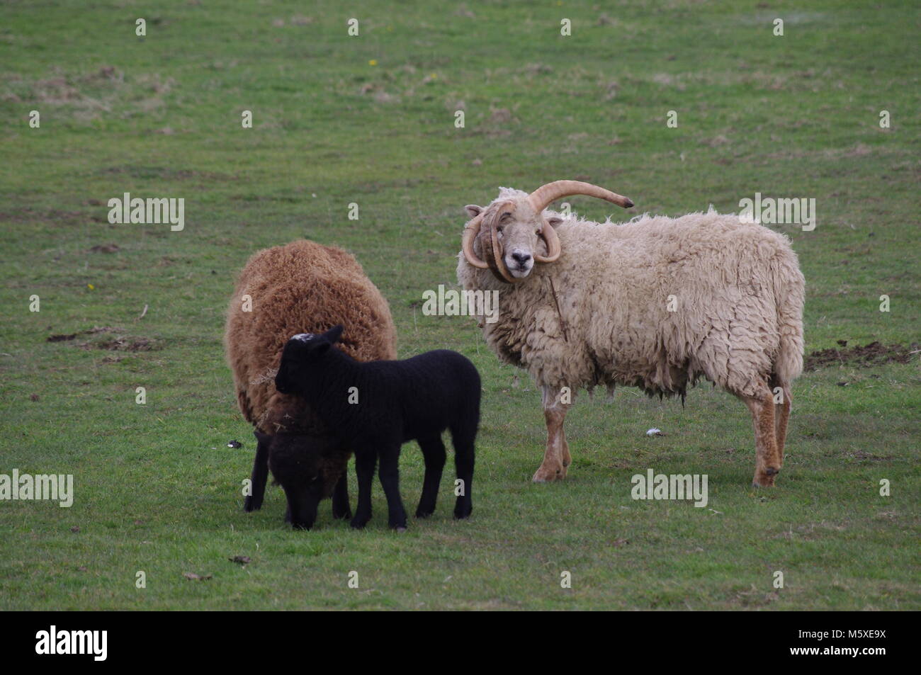 Ram with 4 horns Stock Photo - Alamy