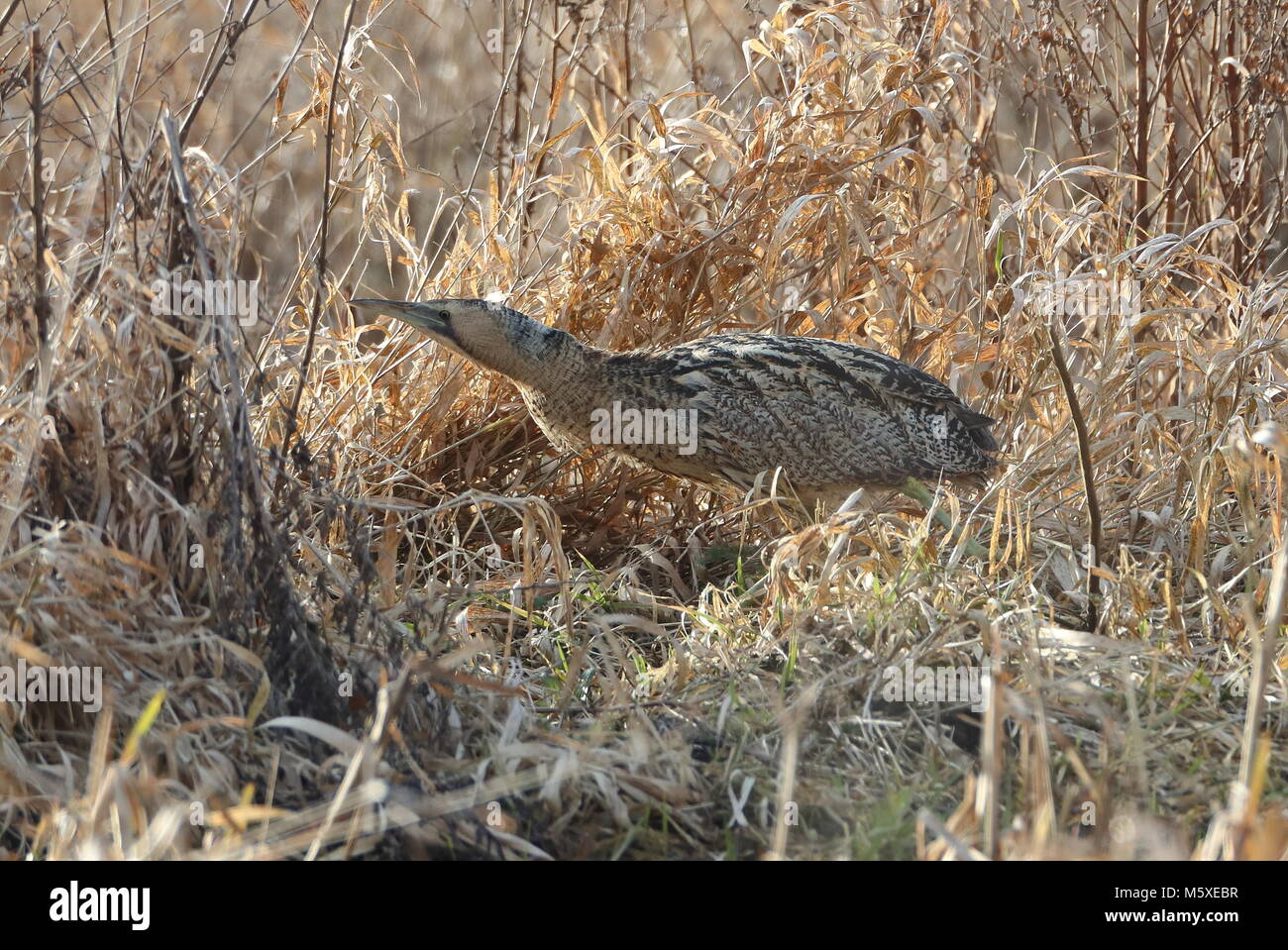 Skulking hi-res stock photography and images - Alamy