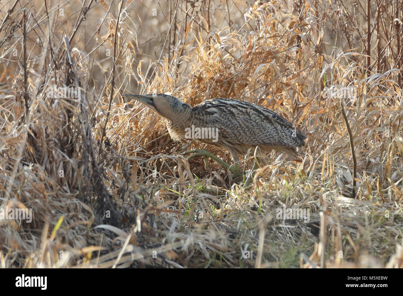 Eurasian Bittern skulking through the reeds and undergrowth Stock Photo ...