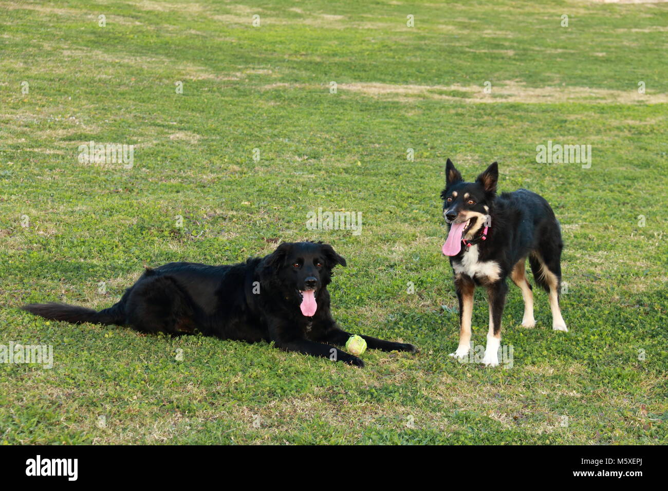 Two dogs playing with a ball Stock Photo - Alamy