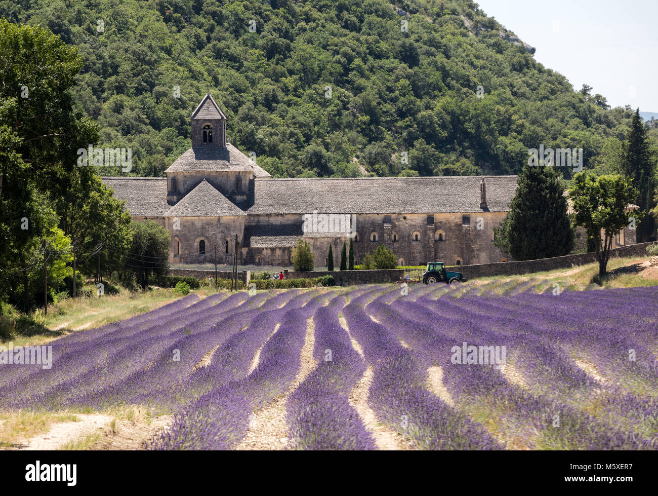 Senanque Abbey or Abbaye Notre-Dame de Senanque with lavender field in ...