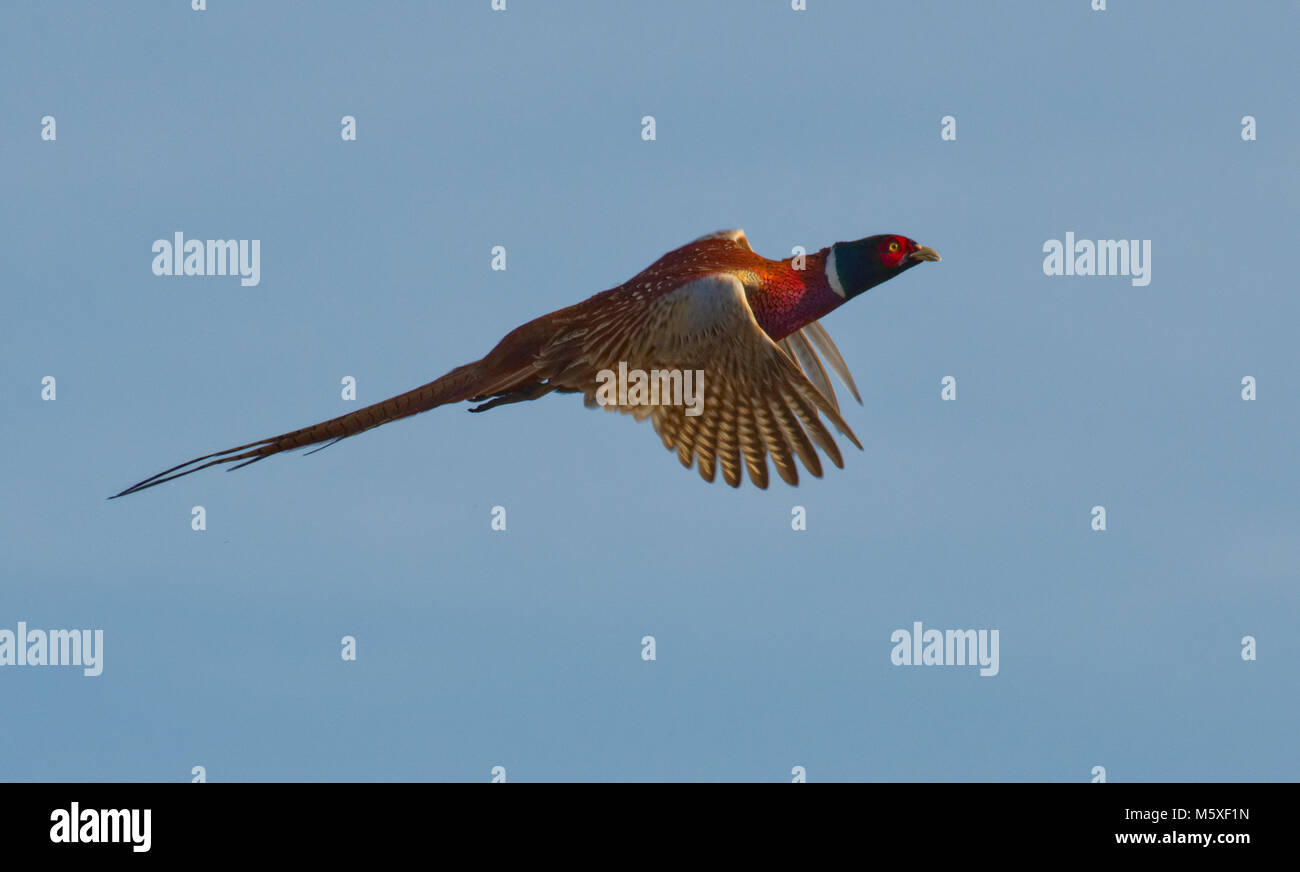 Nature pheasant hi-res stock photography and images - Alamy