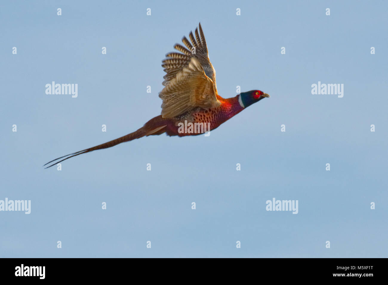 Pheasant in flight hi-res stock photography and images - Alamy