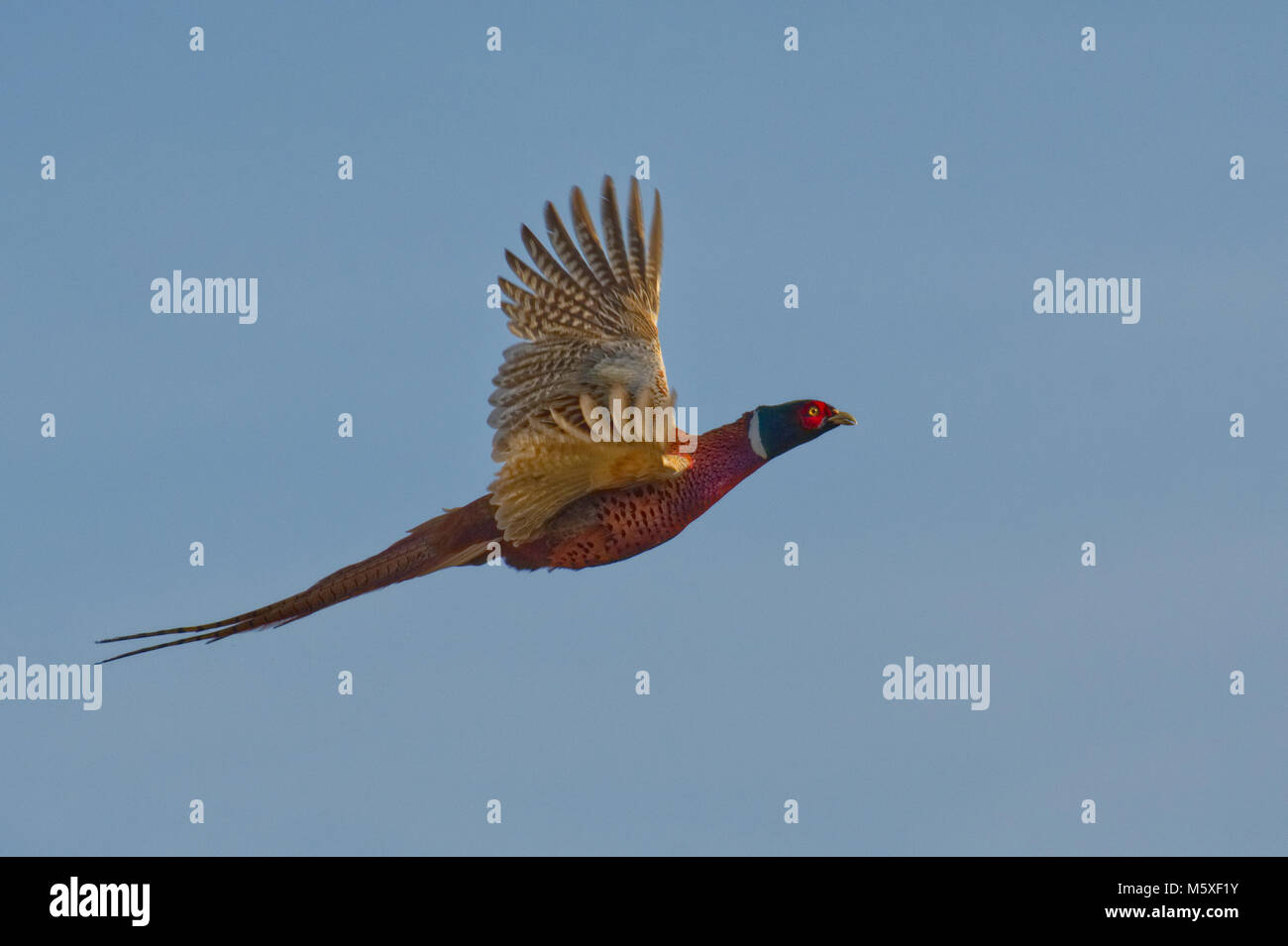 Nature pheasant hi-res stock photography and images - Alamy