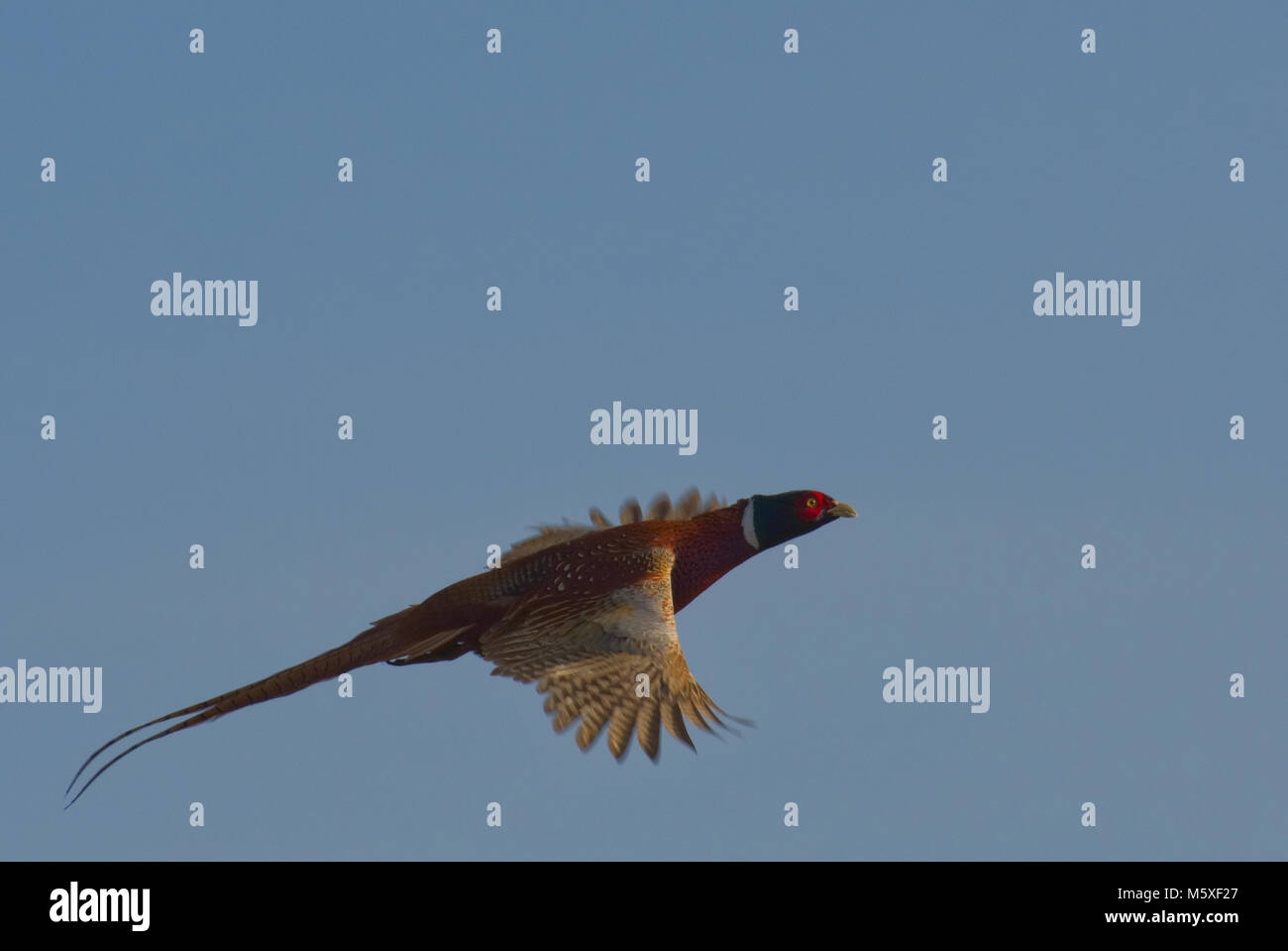 Pheasant in flight hi-res stock photography and images - Alamy