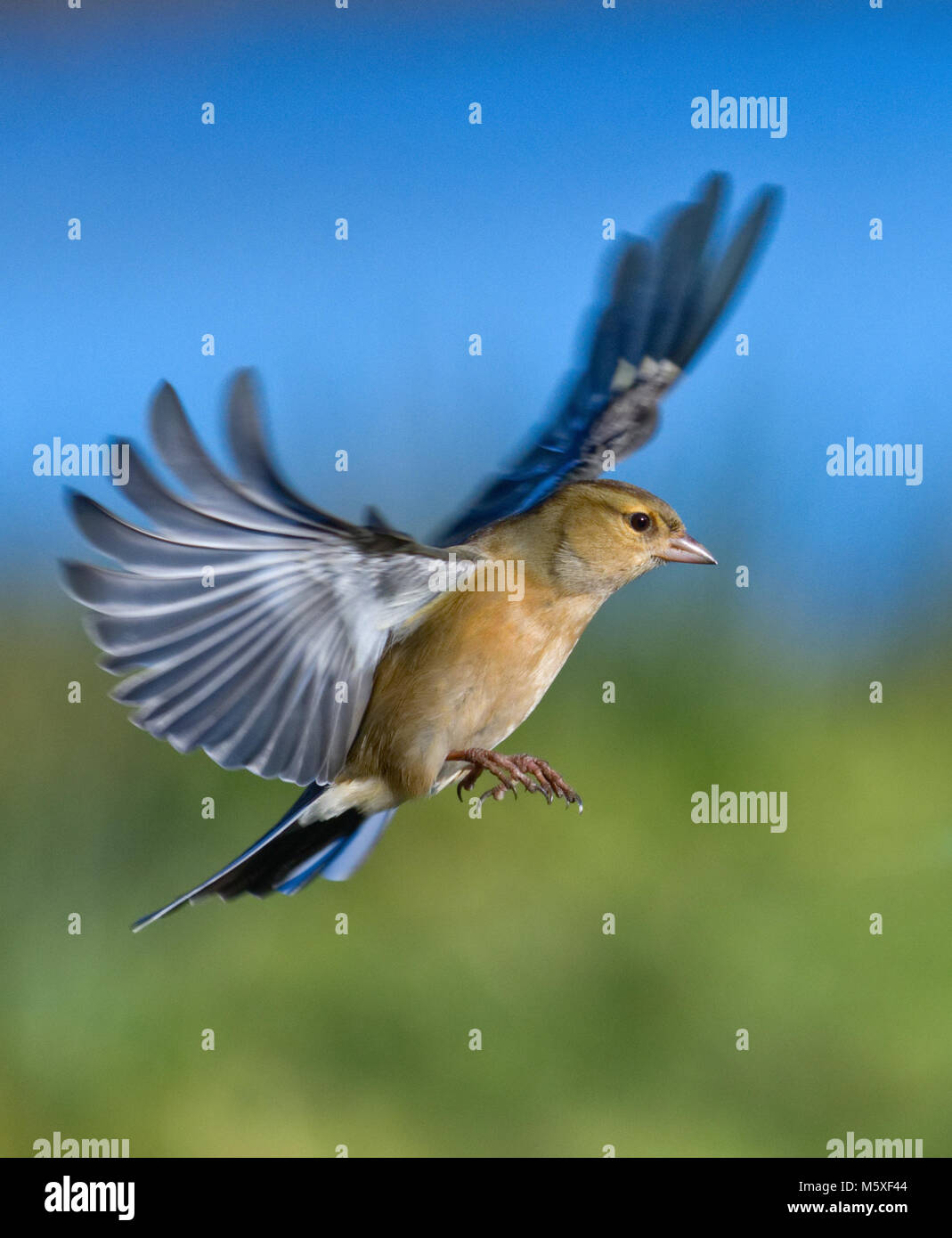 Common chaffinch in flight hi-res stock photography and images - Alamy