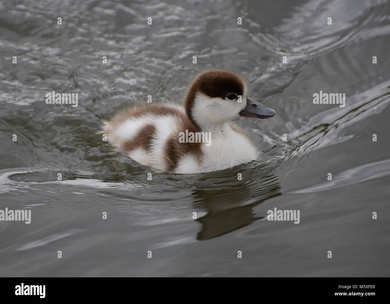Baby shelduck hi-res stock photography and images - Alamy