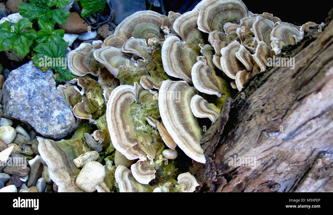 Trametes Shelf Fungi growing on deadwood Stock Photo - Alamy