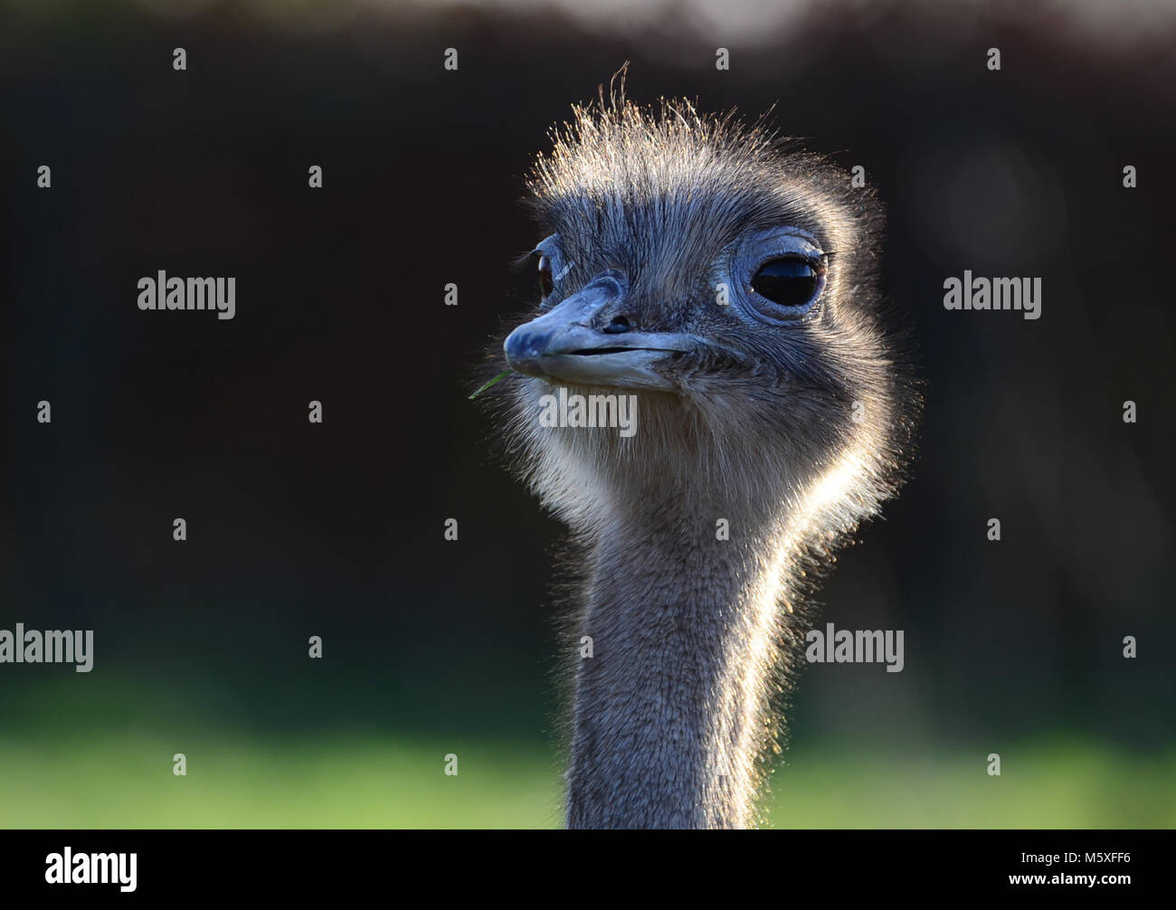 Emu eyes hi-res stock photography and images - Alamy