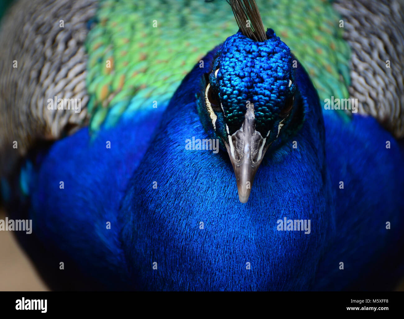 The male peacock is brightly coloured hi-res stock photography and ...