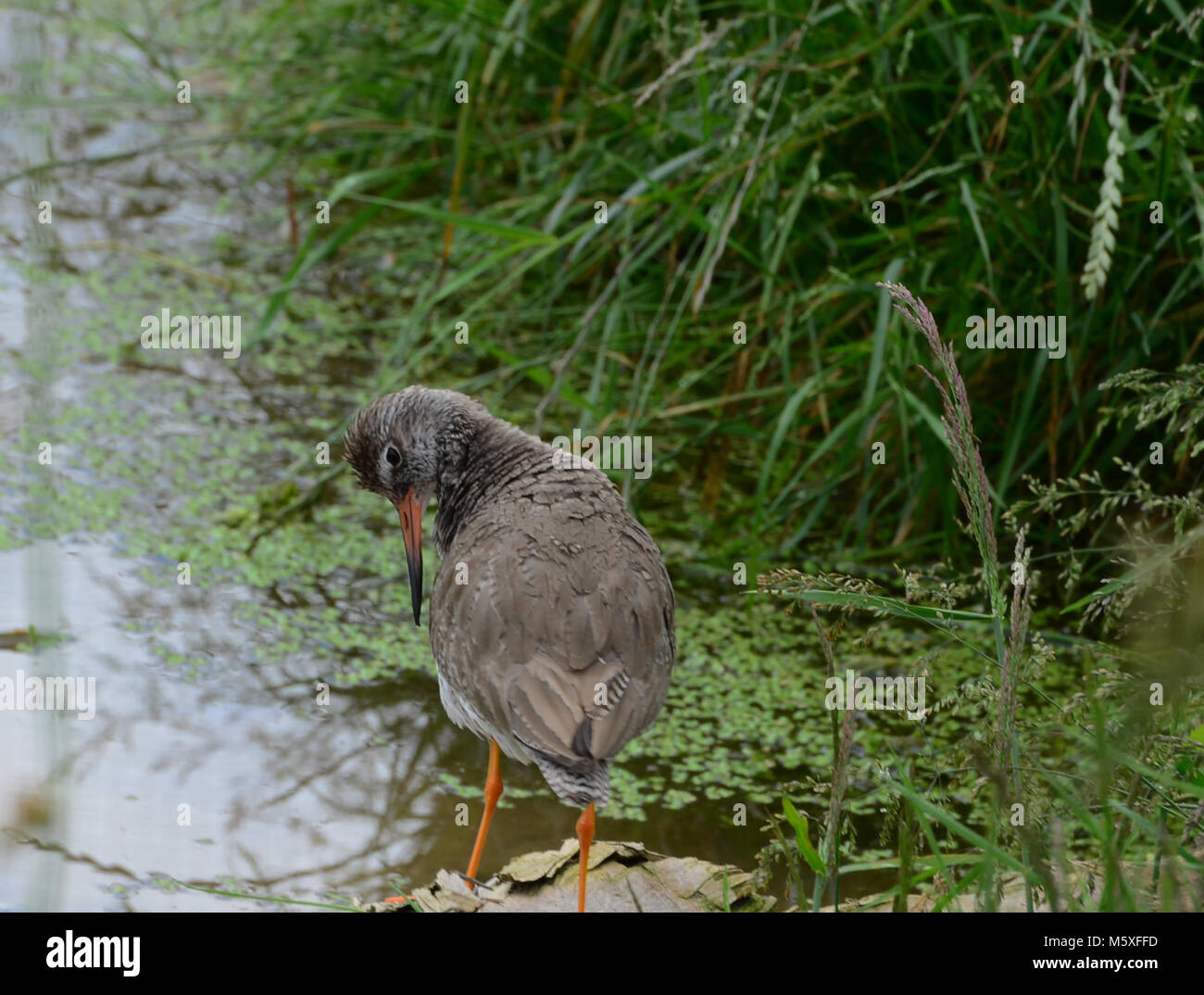 Wader bird with red legs hi-res stock photography and images - Alamy