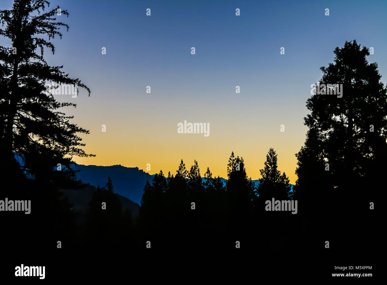 Sequoia forest silhouette hi-res stock photography and images - Alamy