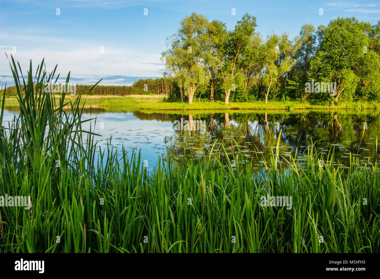 Trees on the river bank in the summer. Landscape Stock Photo - Alamy