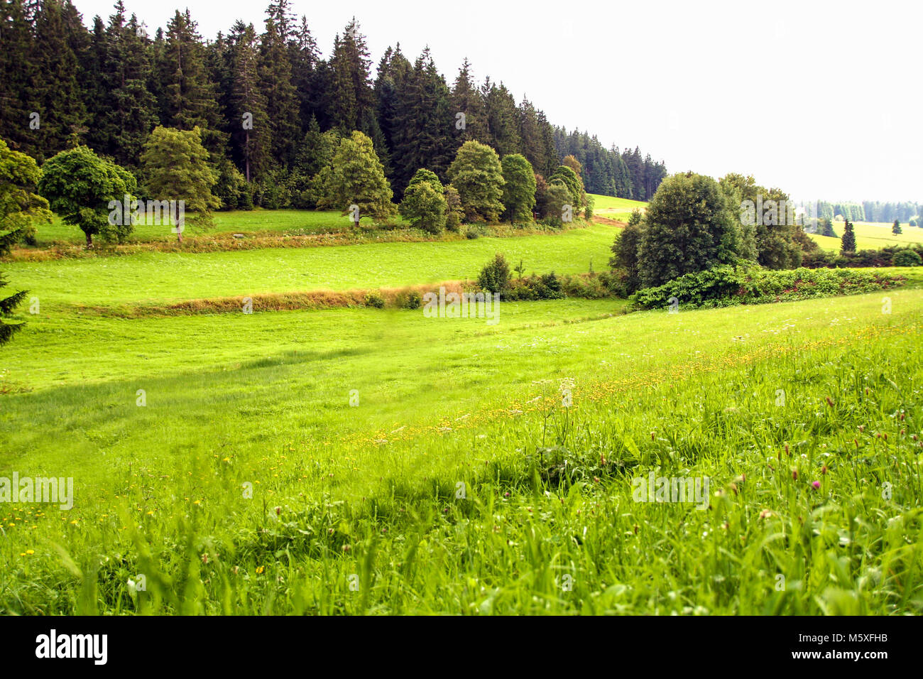 Landscape of Black Forest, Schwarzwald, Germany Stock Photo - Alamy