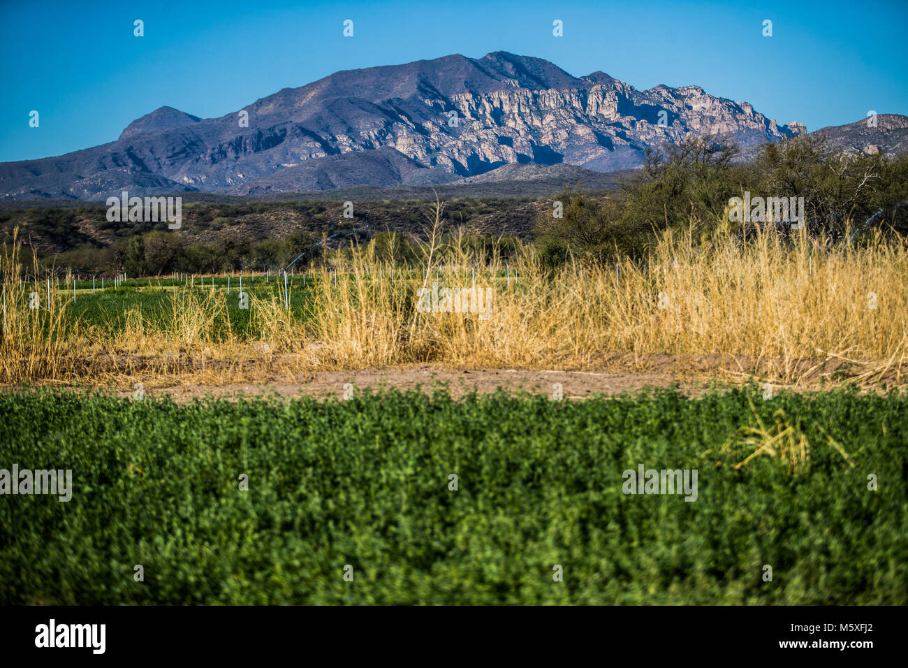 Cumpas mexico hi-res stock photography and images - Alamy