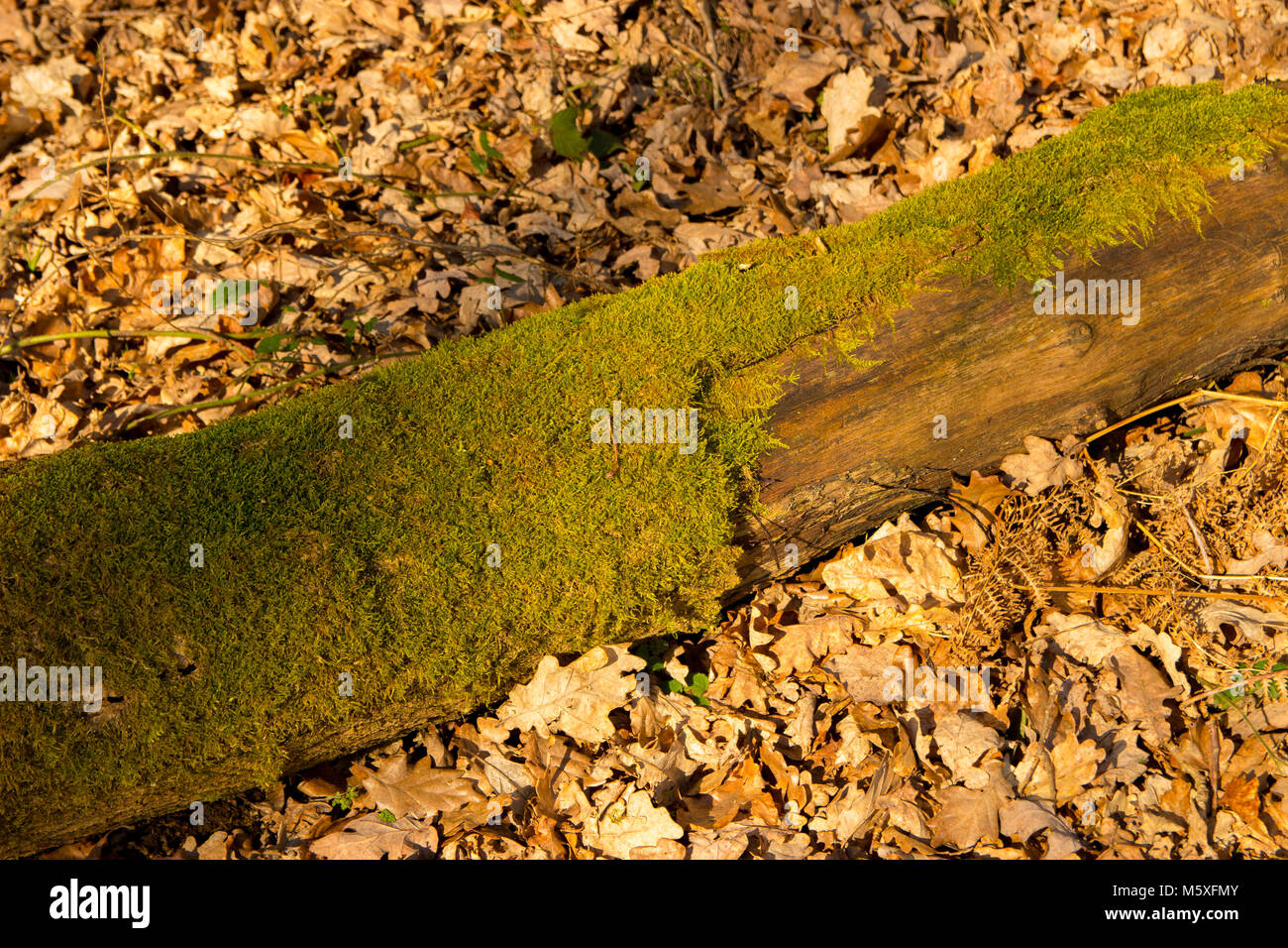 Mossy log on woodland floor with autumn leaves Stock Photo - Alamy