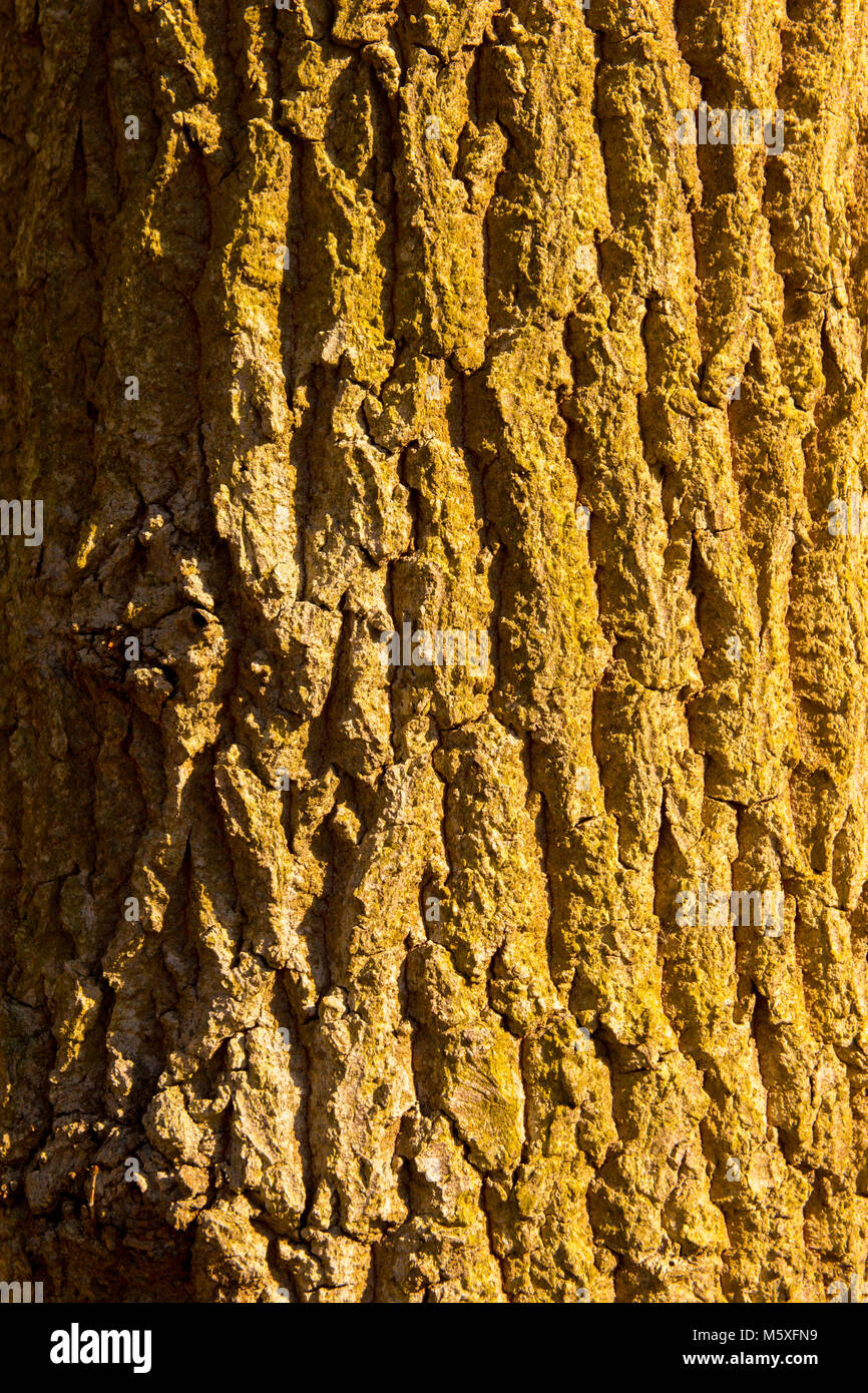 Tree bark lit from the side Stock Photo - Alamy