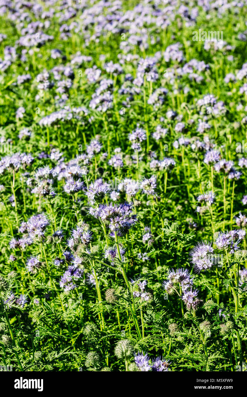 Field with a herb of pheasant phacelia Stock Photo - Alamy