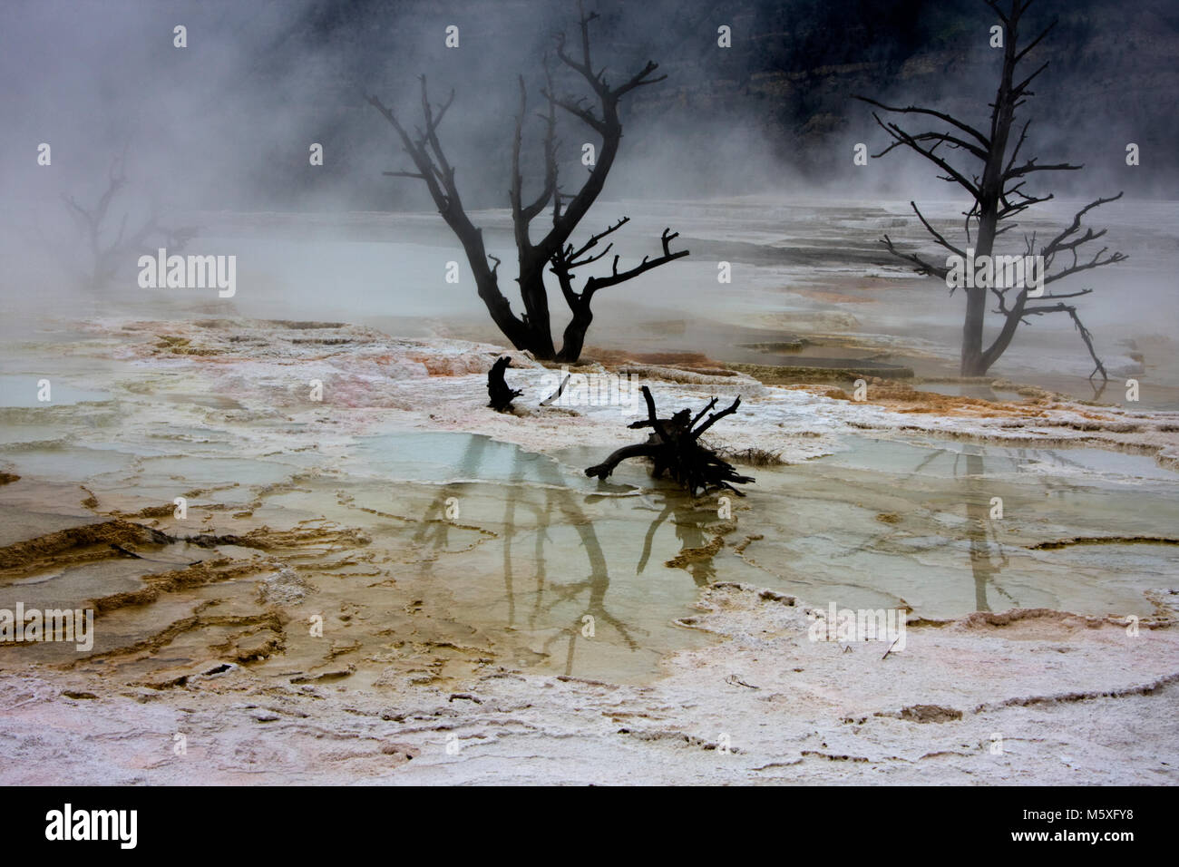 Canary Spring, Mammoth Hot Springs, Yellowstone National Park, USA ...