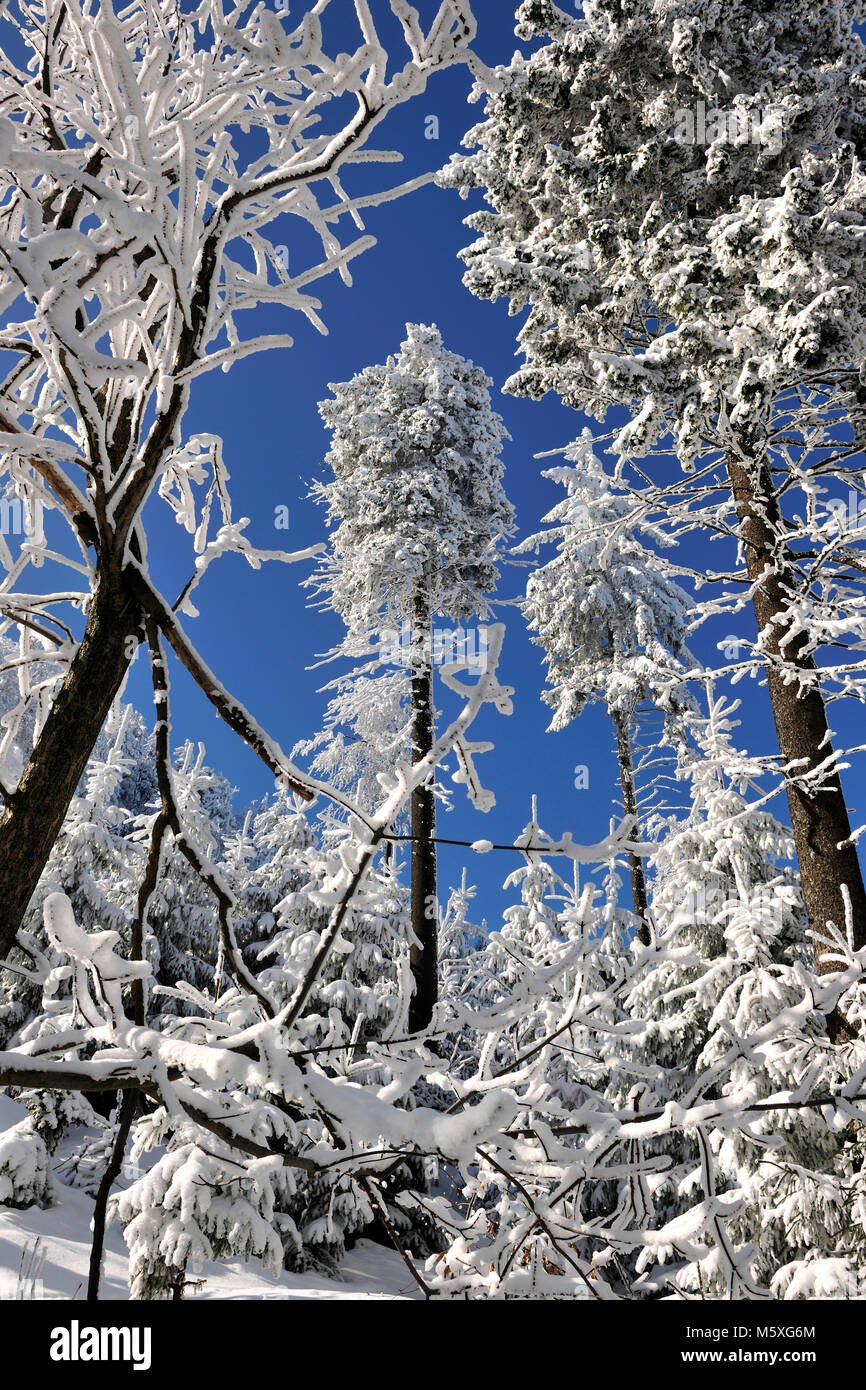 winter, snow, snowed, trees, forest, outdoor, nature, woods, landscape ...
