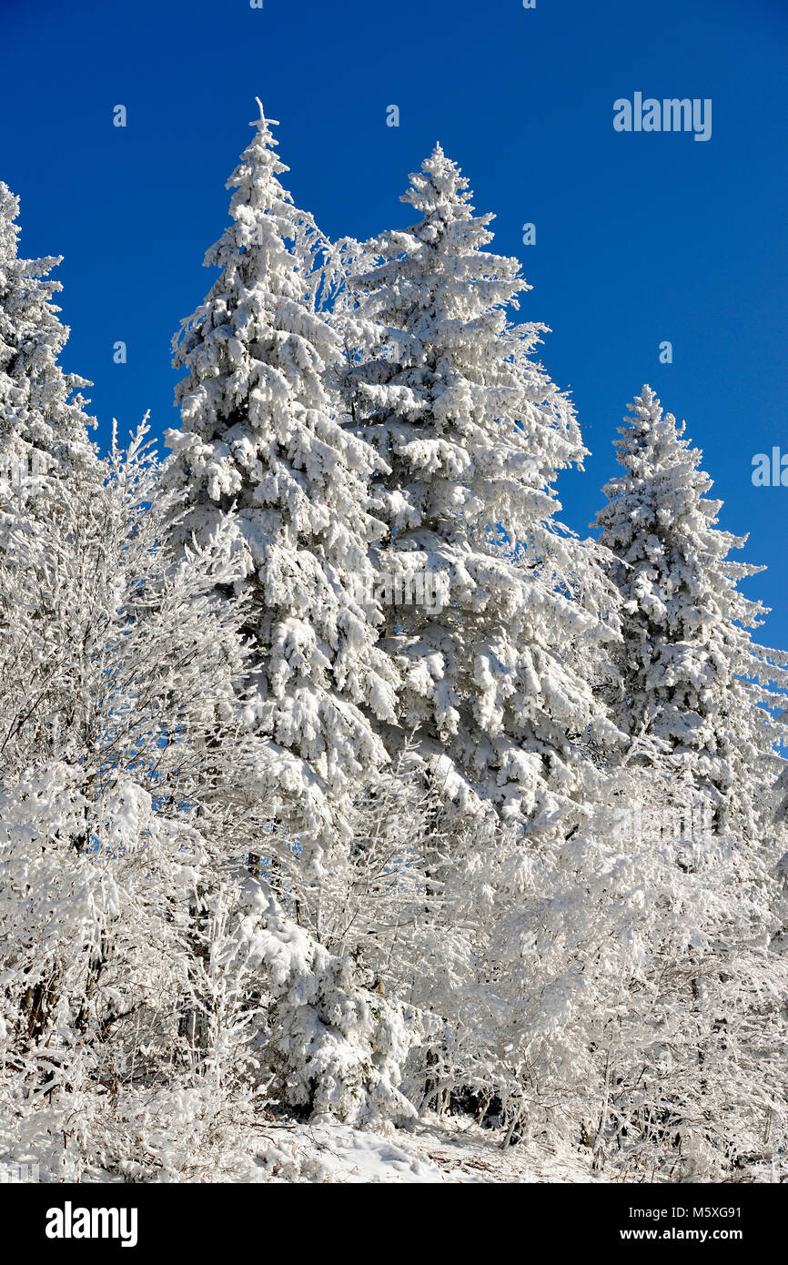 winter, snow, snowed, trees, forest, nature, woods, landscape, silesia ...