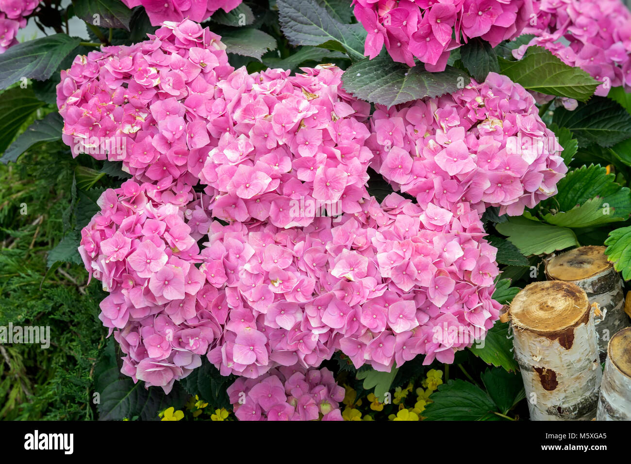 Pink hydrangeas flowers, hydrangea macrophylla, hortensia, popular ...