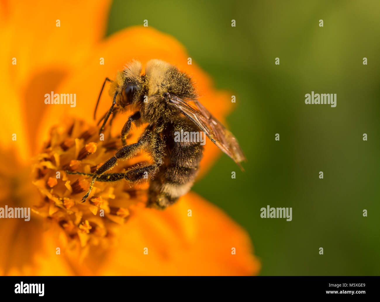 Bumblebee (Bombus) pollinating and feeding on an orange coreopsis ...