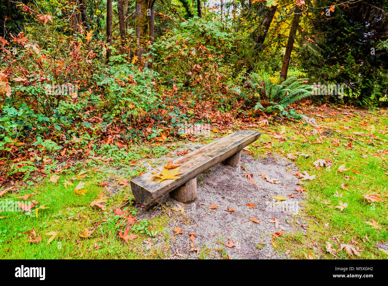 a wooden bench in an autumn forest, with brown fallen leaves, green ...