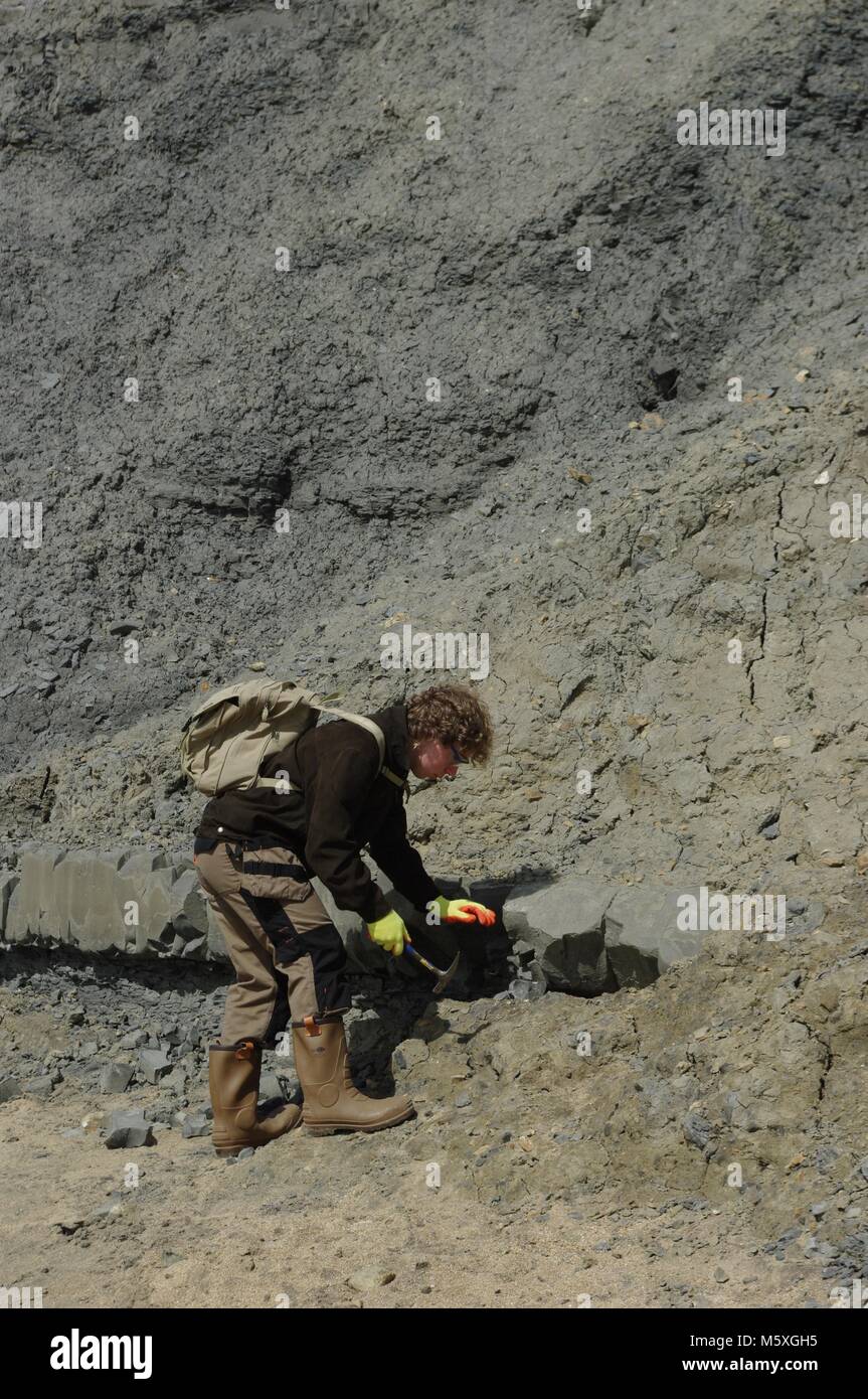 Young Handsome British Geologist, Fossil Hunting on Charmouth Beach ...