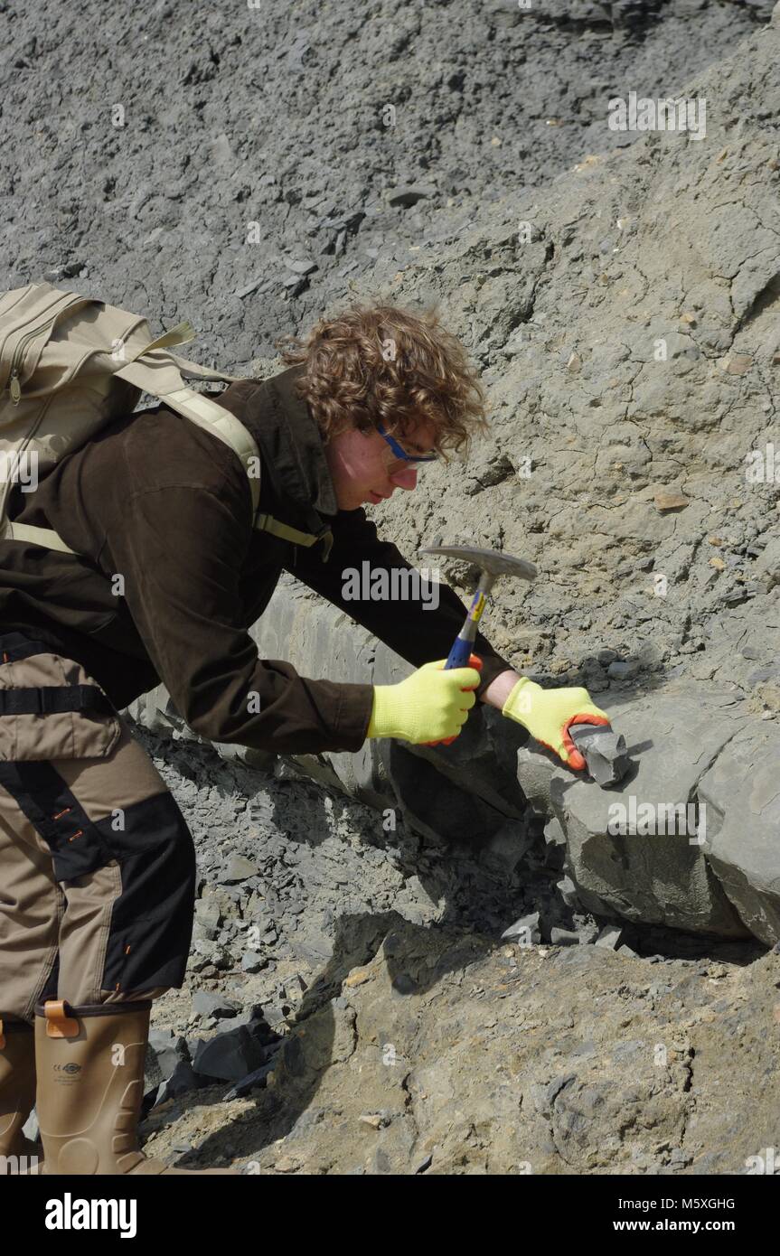 Fossil hunting hammer hi-res stock photography and images - Alamy