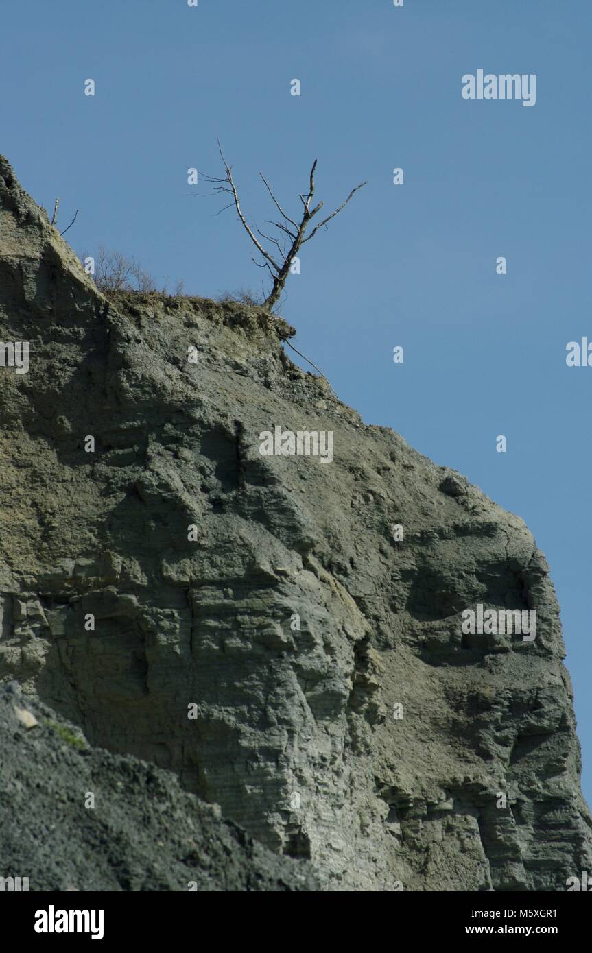 Dead Grey Tree Atop the Grey Kimmeridge Clay Cliff of Charmouth Beach ...