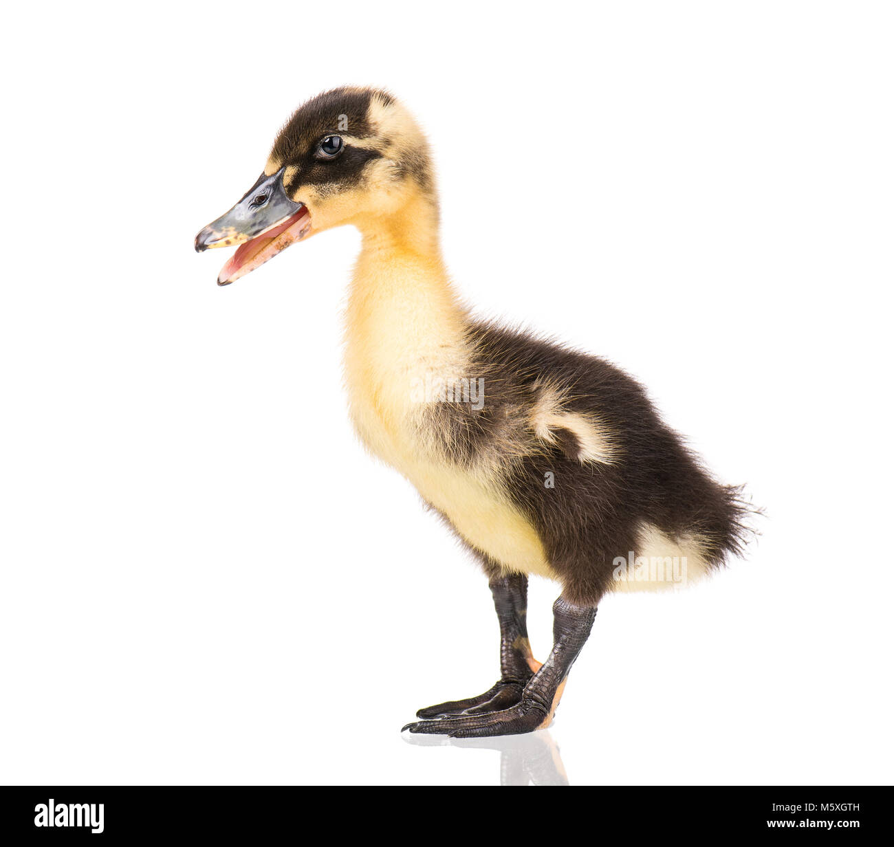 Cute newborn duckling Stock Photo - Alamy