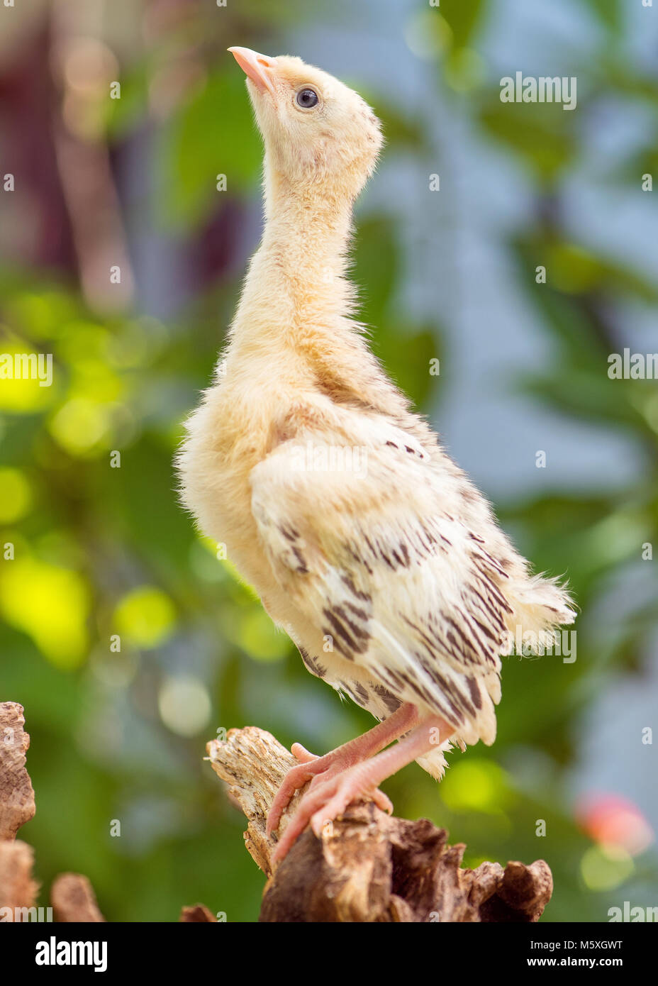 Little chicken turkey Stock Photo - Alamy