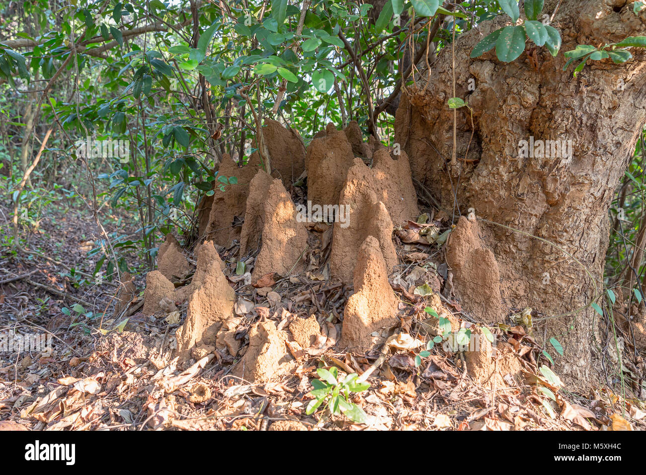 Mound beach hi-res stock photography and images - Alamy