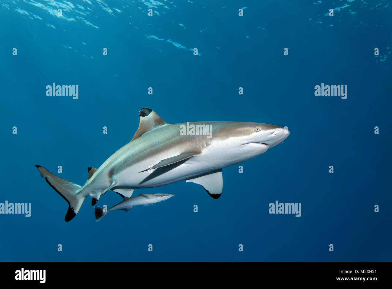 Blacktip reef shark (Carcharhinus melanopterus), Pacific Ocean, Moorea ...