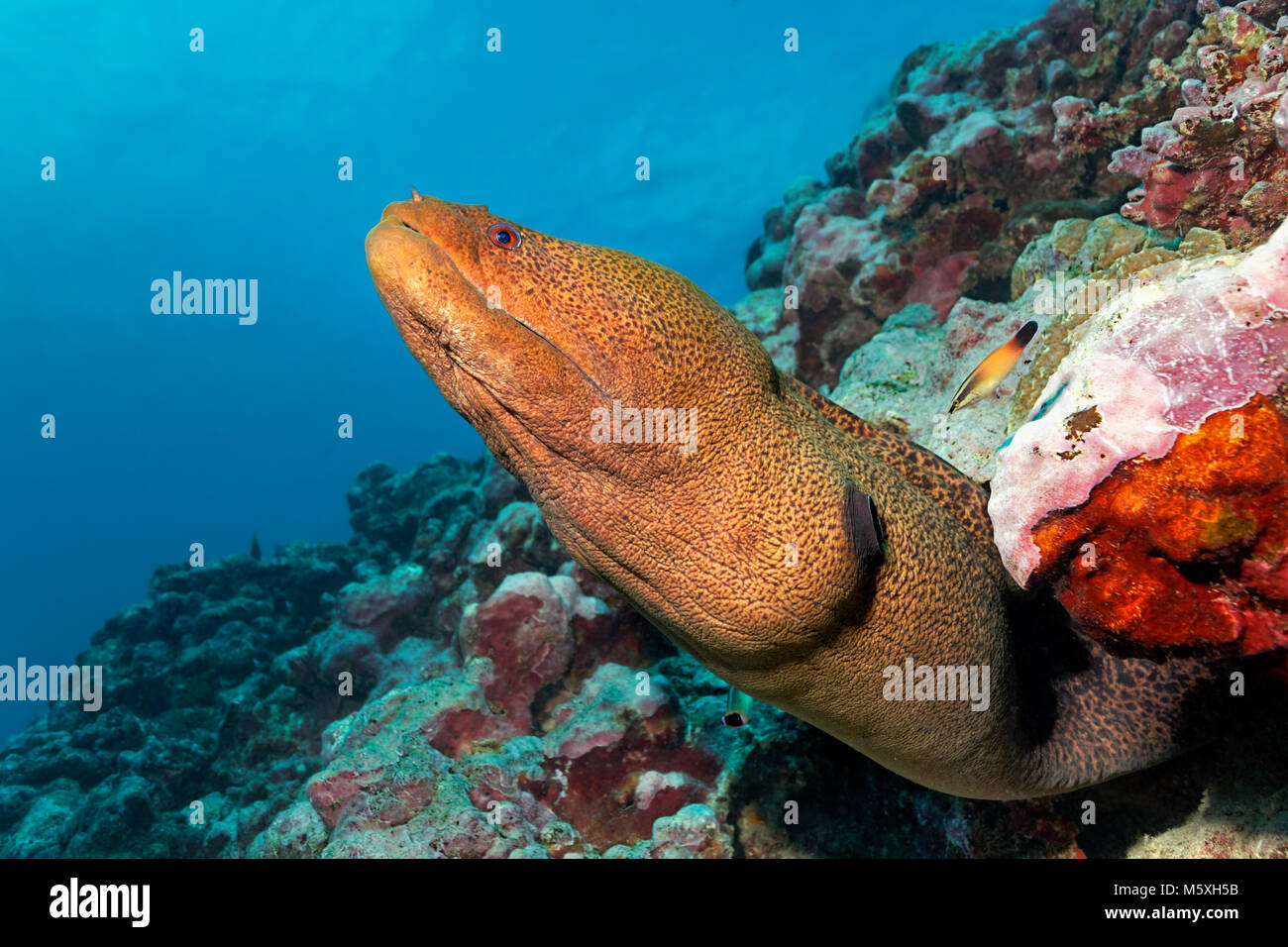 Polynesia reef fish hi-res stock photography and images - Alamy