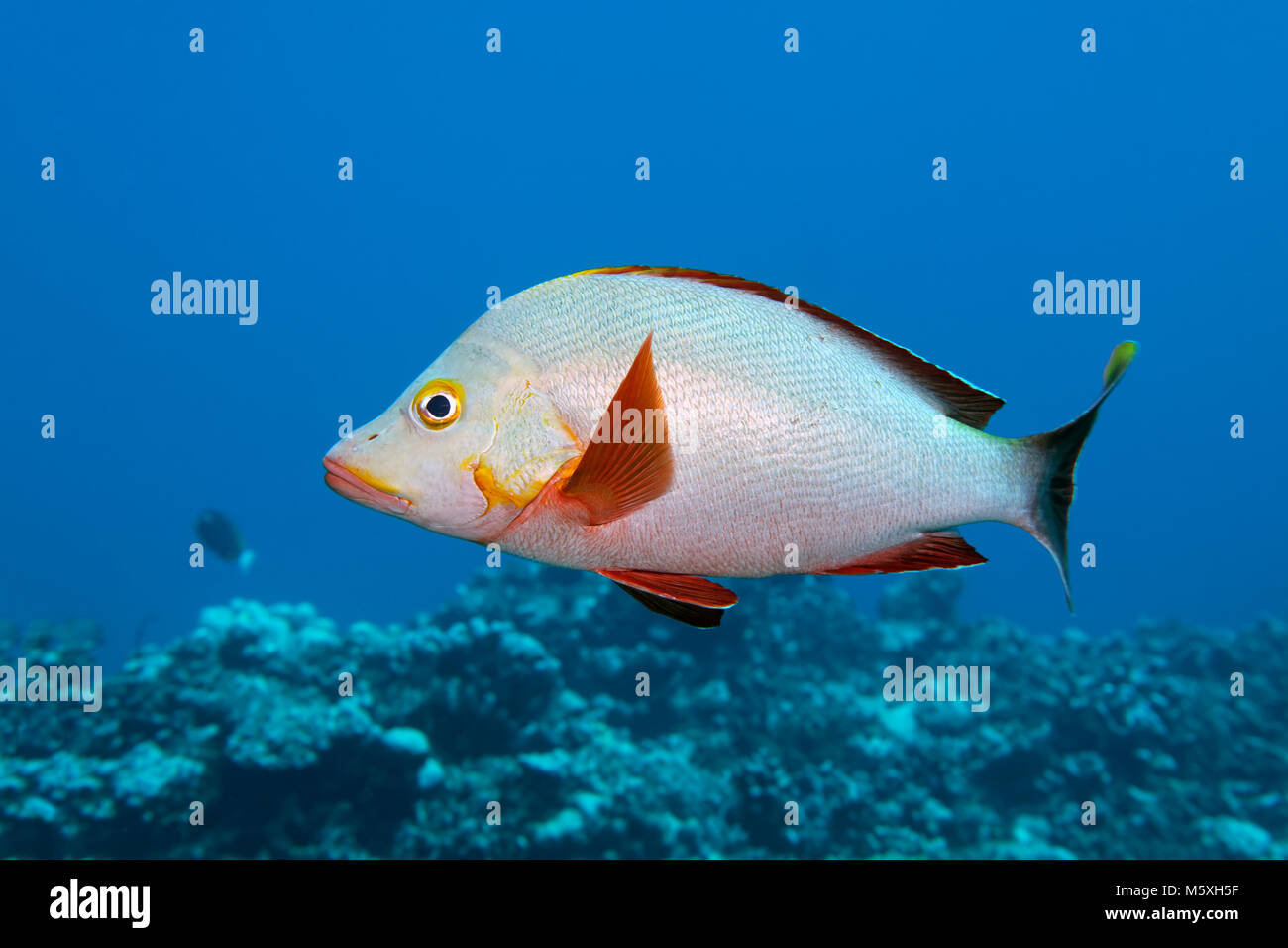 Humpback Red Snapper (Lutjanus gibbus), swims over coral reef, Pacific ...