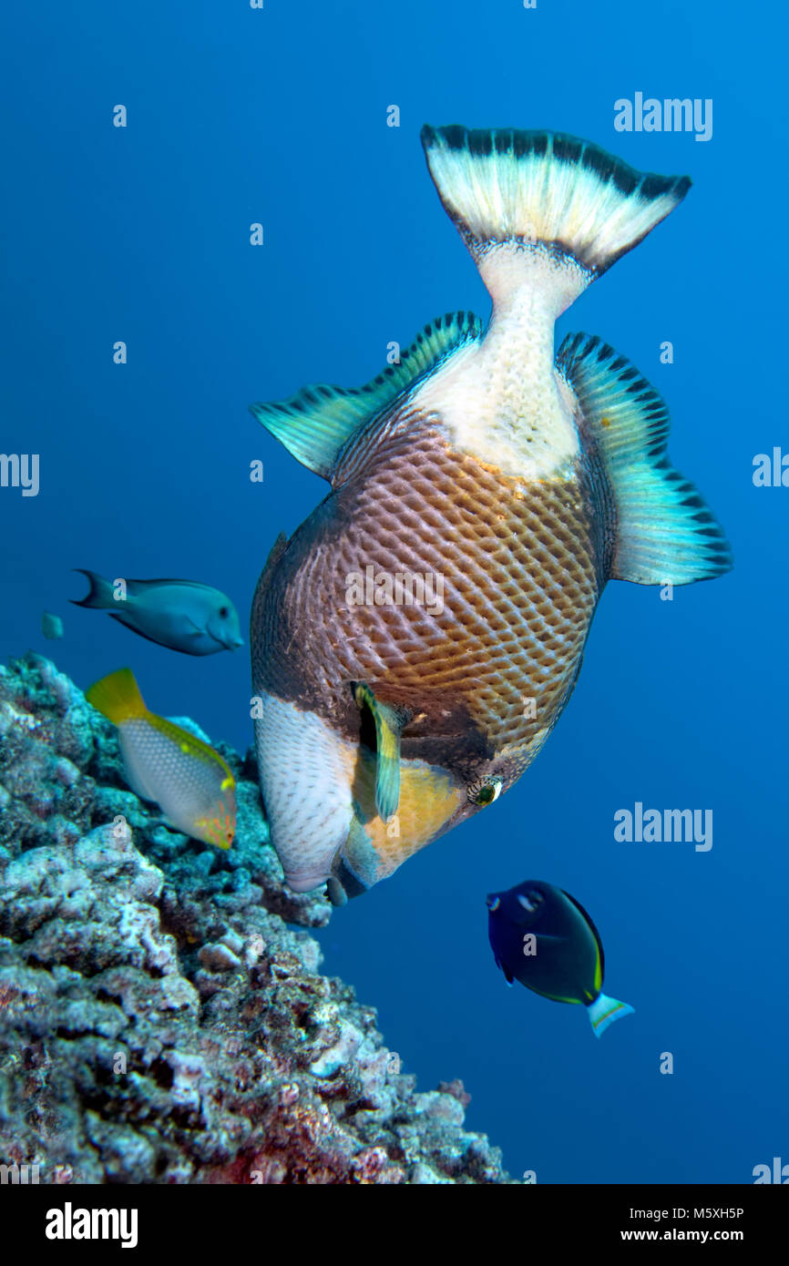 Three coral fish encircle titan triggerfish (Balistoides viridescens ...