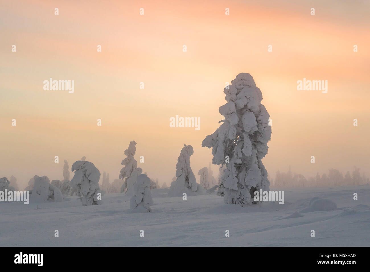 Snowy trees at sunset, winter landscape, Pyhä-Luosto National Park ...