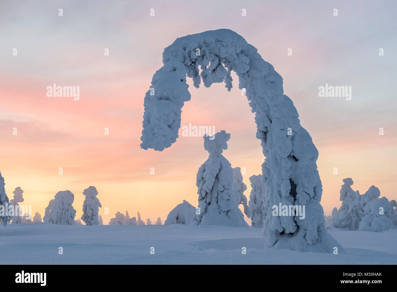 Snowy trees at sunset, winter landscape, Pyhä-Luosto National Park ...