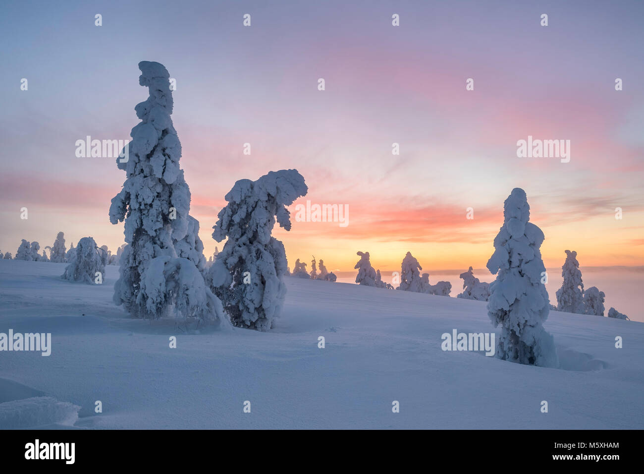 Snowy trees at sunset, winter landscape, Pyhä-Luosto National Park ...