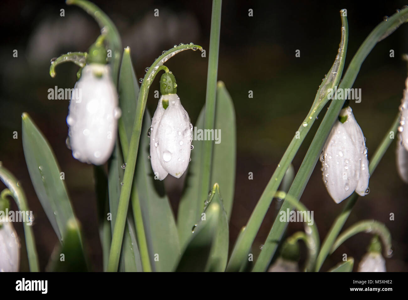 Snowdrop with water droplets hi-res stock photography and images - Alamy